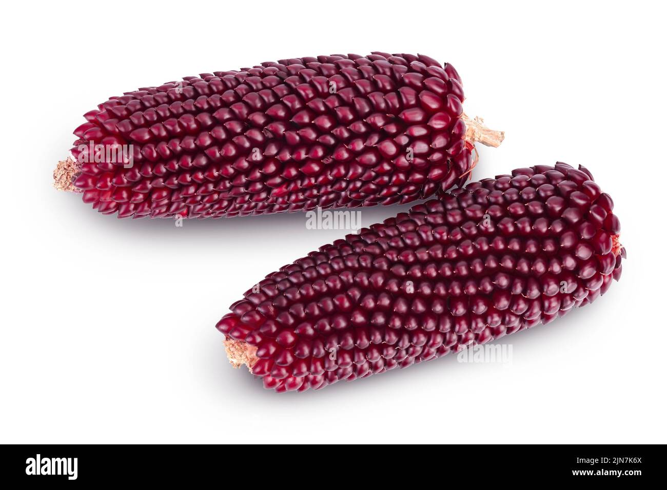 Purple corn or maize isolated on white background with full depth of ...