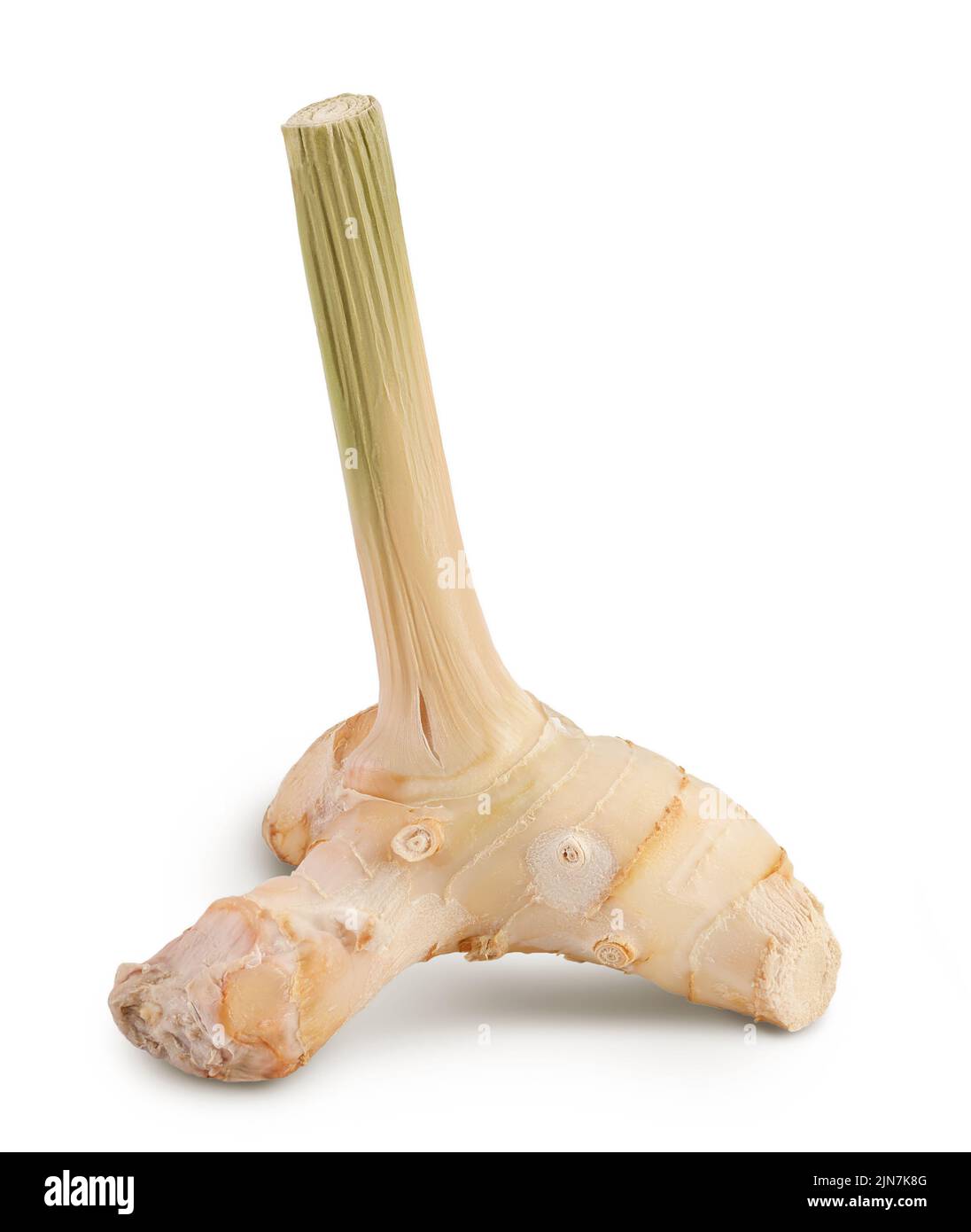 Fresh galangal root isolated on white background with full depth of ...