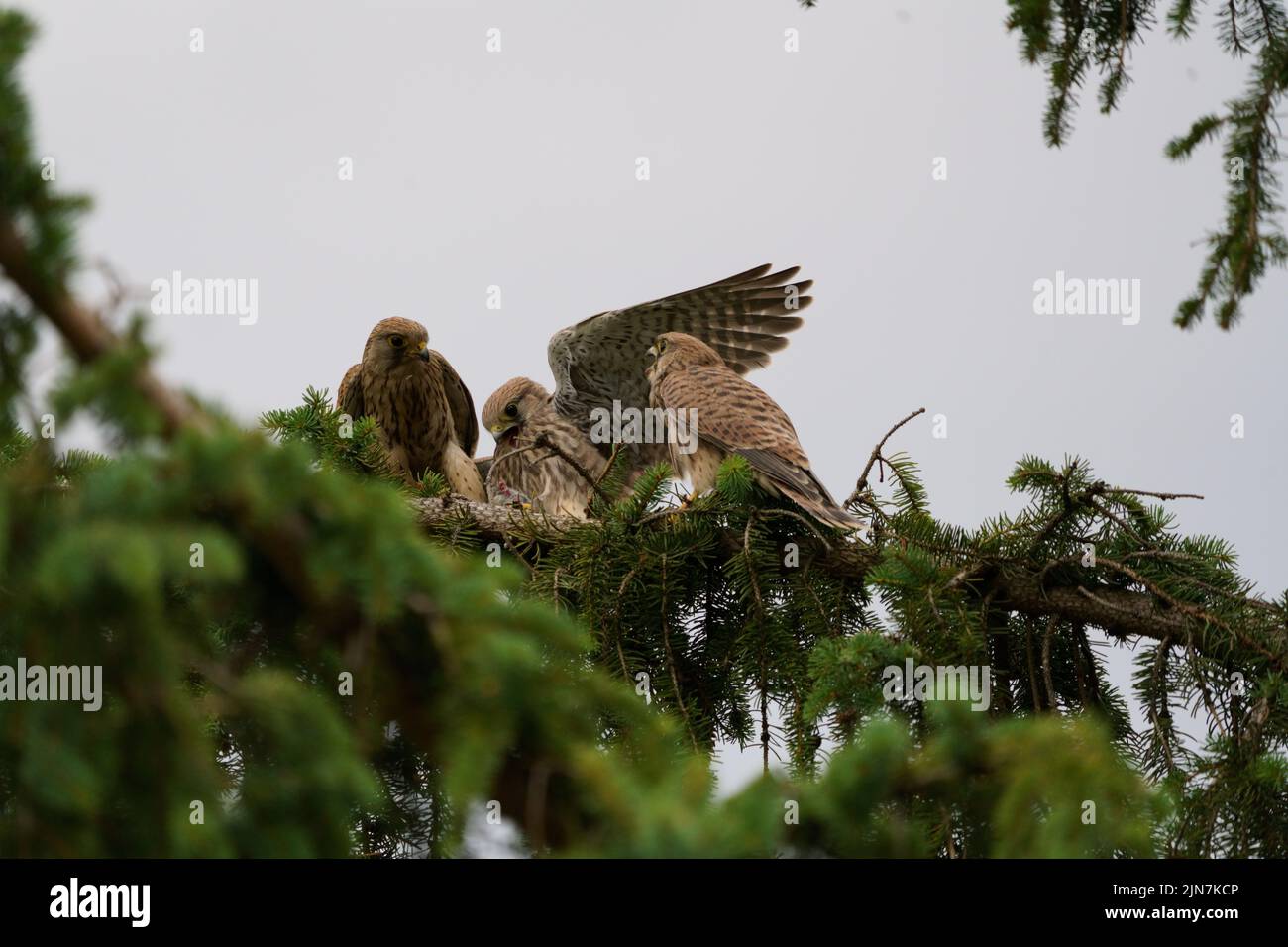 Family of hawks hi-res stock photography and images - Alamy