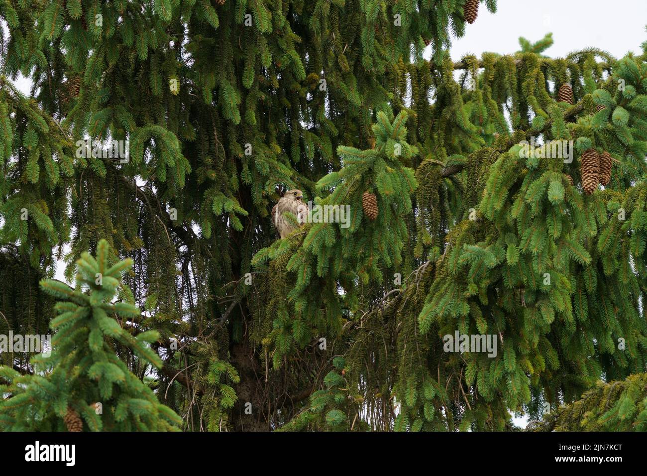 A hawk perched on a spruce tree Stock Photo - Alamy