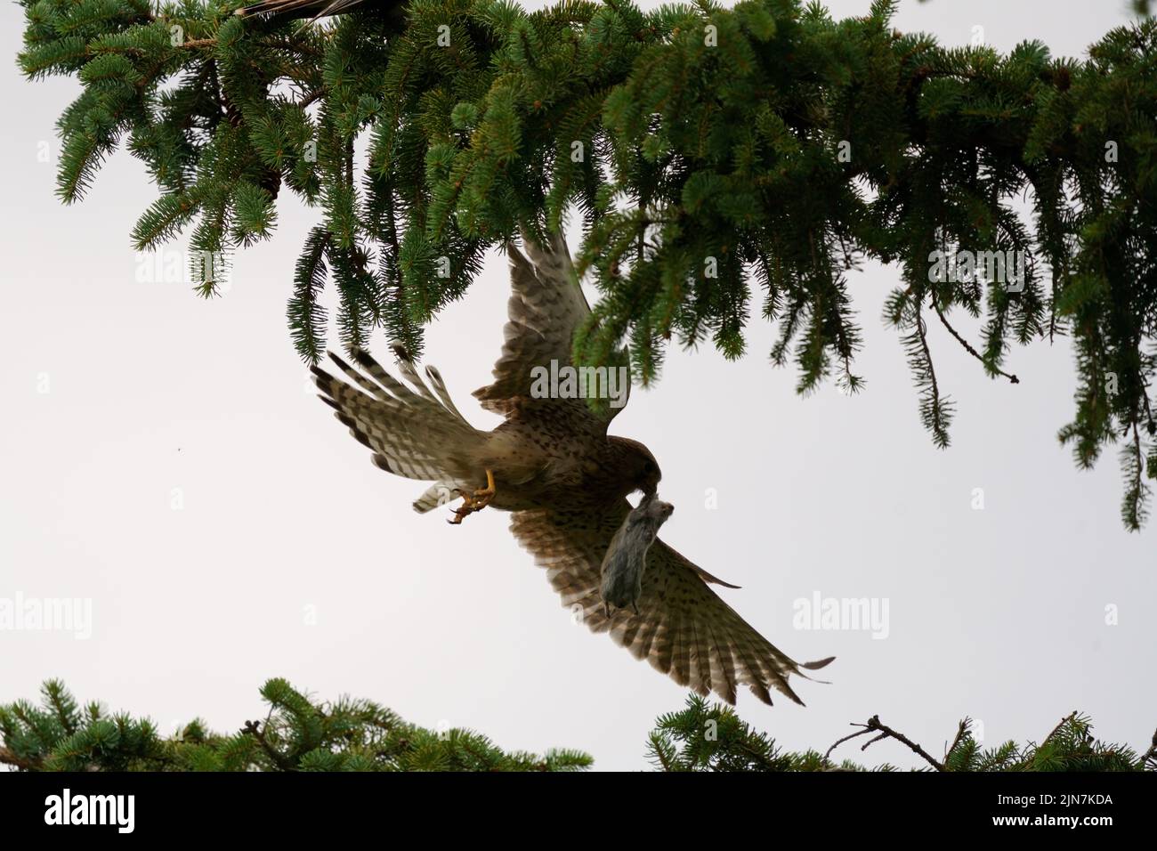 A hawk flying with a caught prey Stock Photo - Alamy