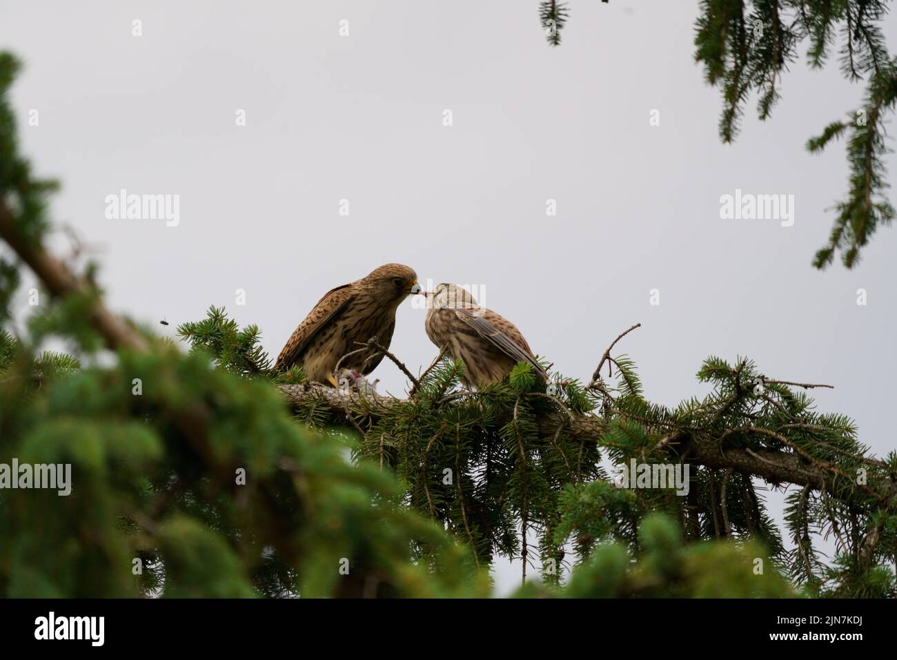 A couple of hawks perched on a spruce tree Stock Photo - Alamy