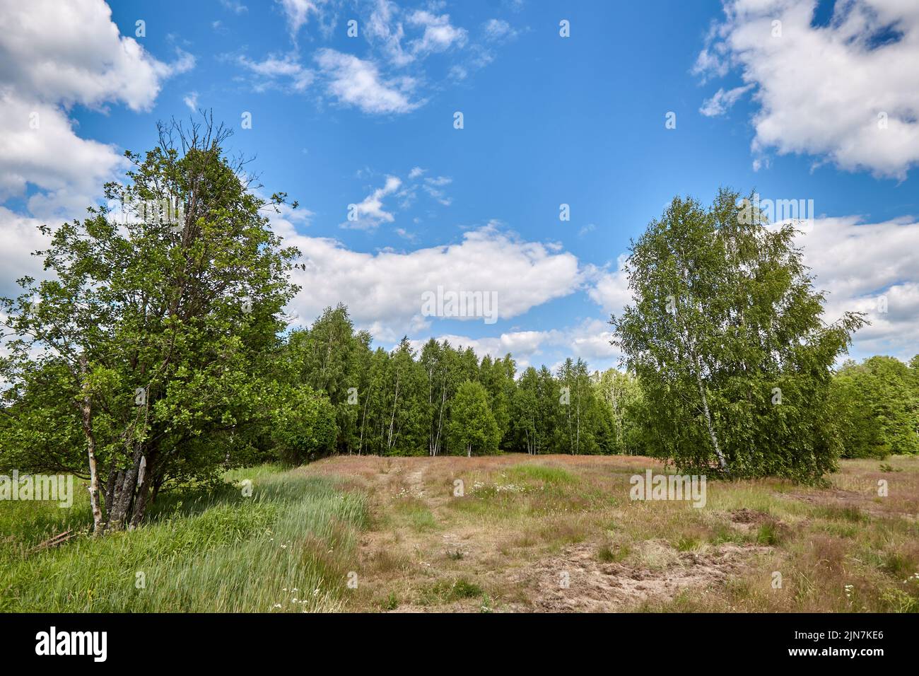 Beautiful summer or spring panoramic rural landscape with blue sky and ...