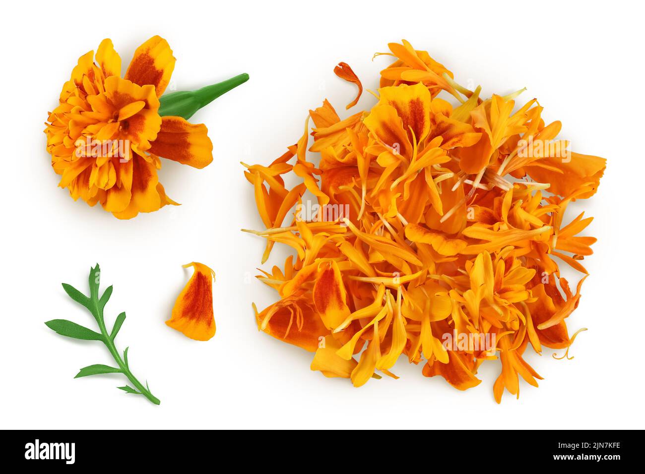 fresh marigold or tagetes erecta flower isolated on white background ...