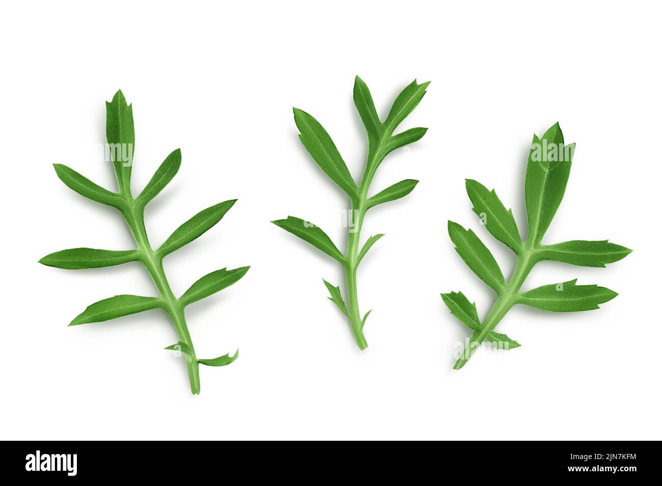 Marigold Plant Leaves