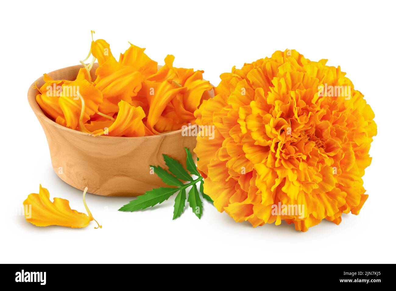 fresh marigold or tagetes erecta flower isolated on white background ...