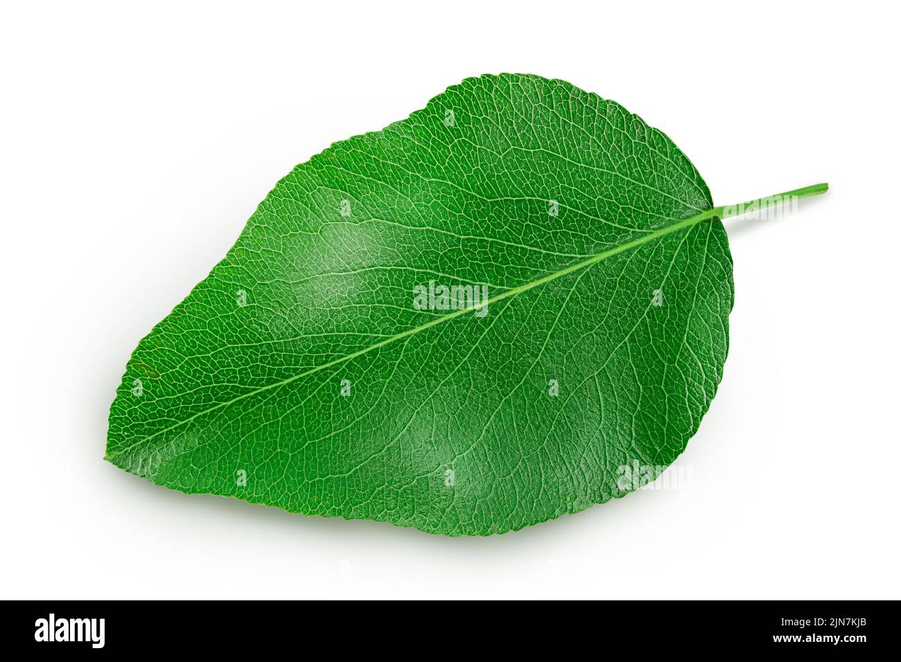 Pear tree top view Cut Out Stock Images & Pictures - Alamy