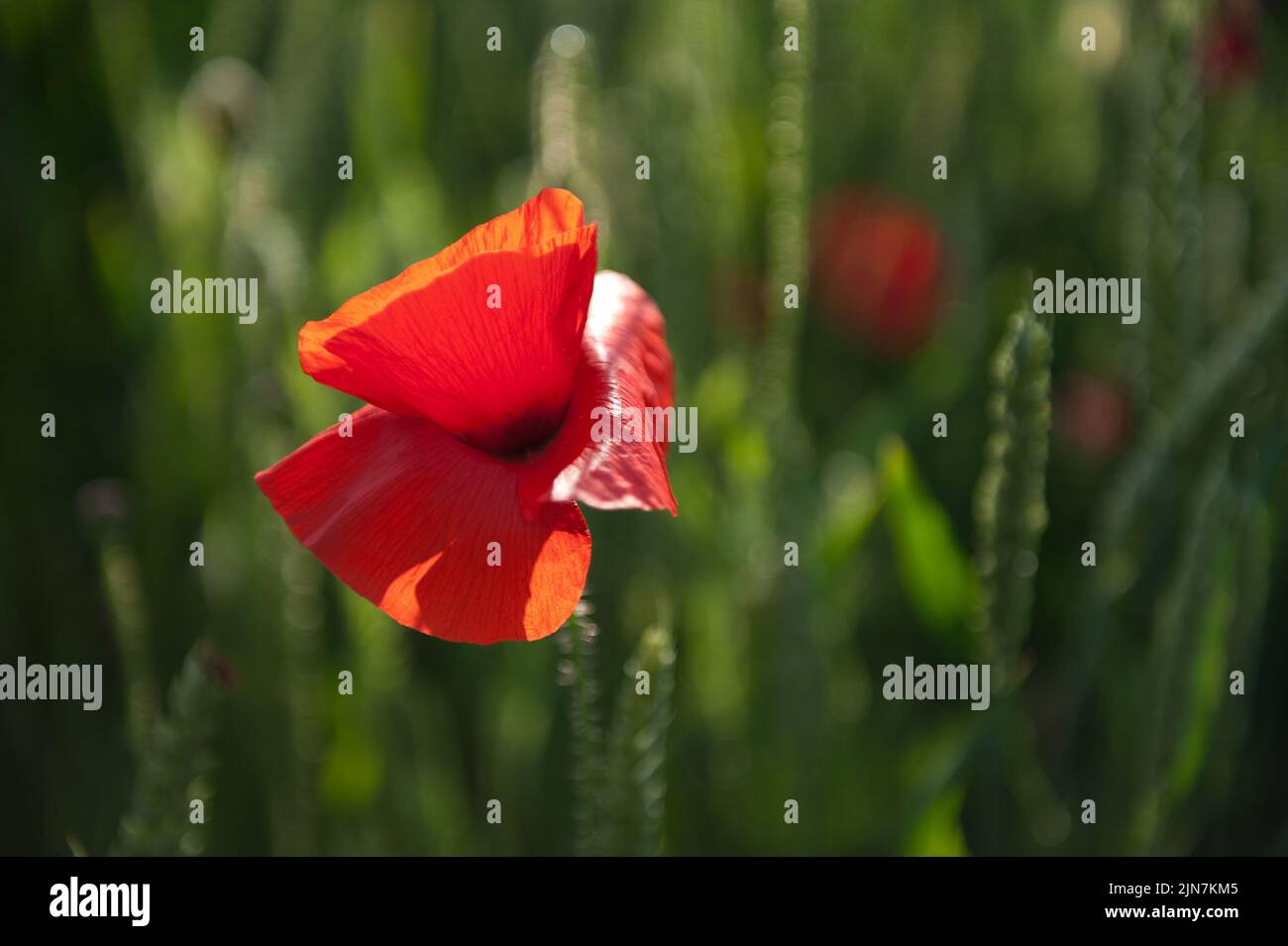 Poppy Fields, Oxfordshire Stock Photo - Alamy