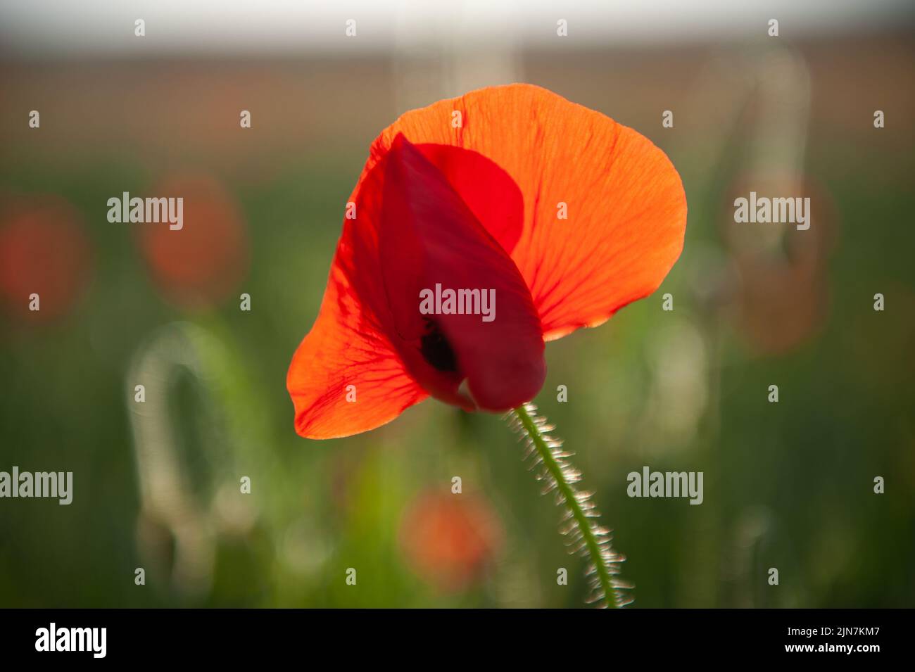 Poppy Fields, Oxfordshire Stock Photo - Alamy