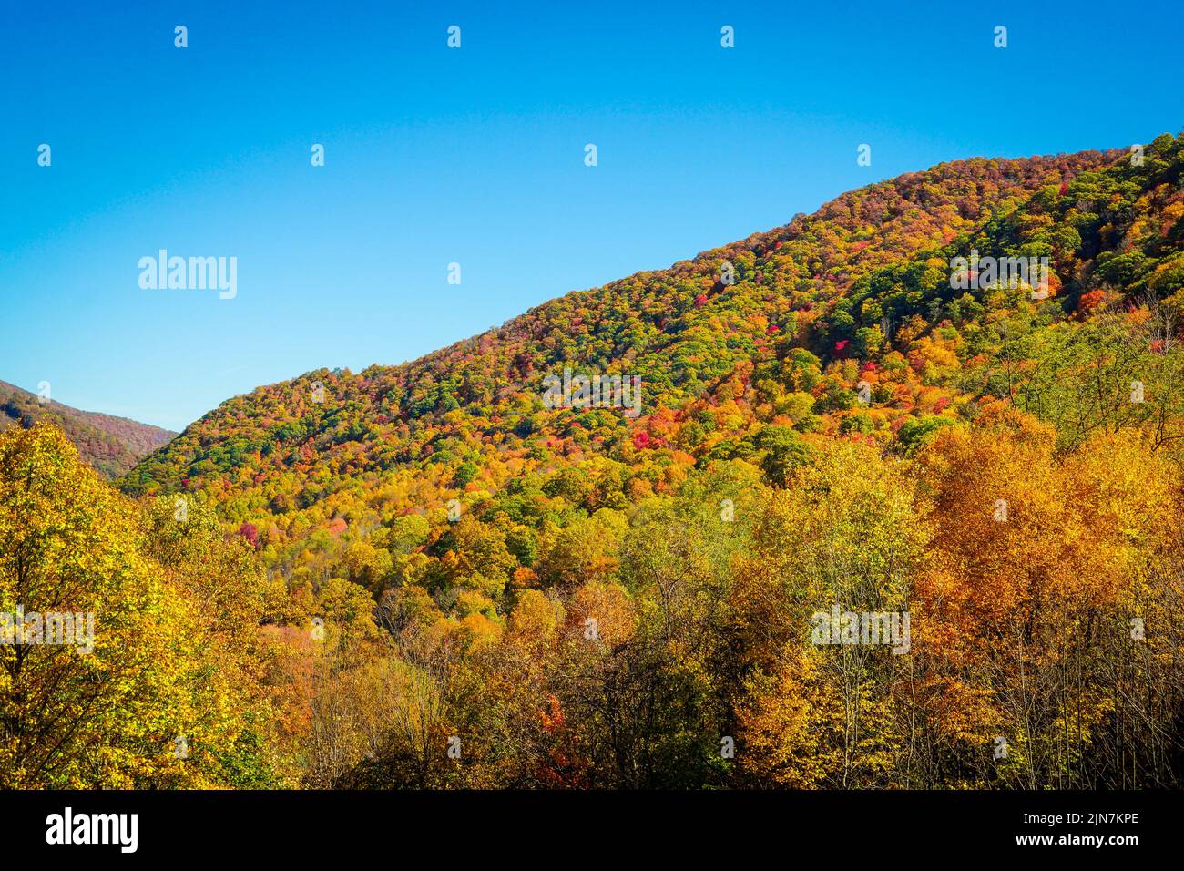 Fall colors a forest on a mountain under a clear blue sky Stock Photo ...