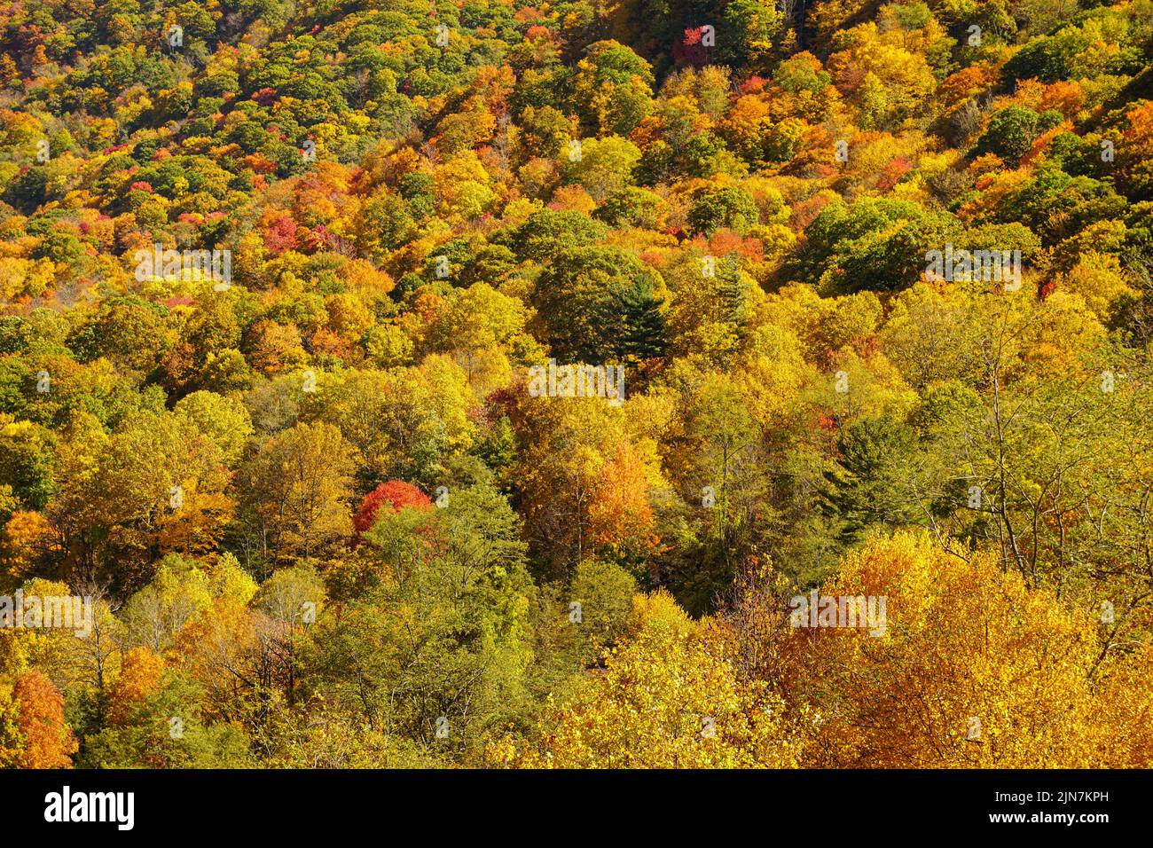 Fall season appears on forest trees on a mountainside Stock Photo - Alamy
