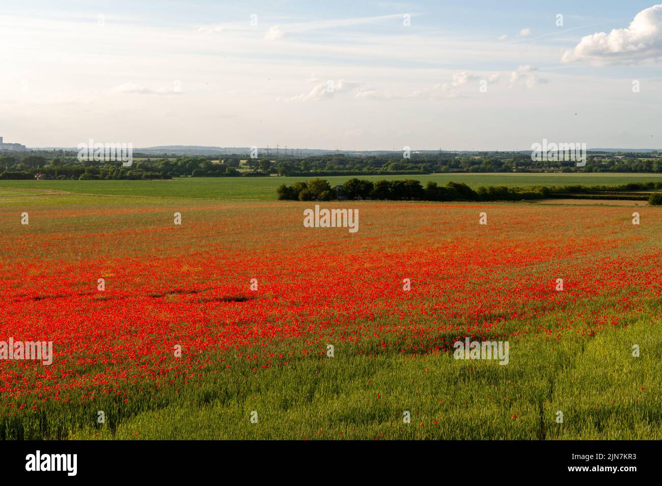 Poppy Fields, Oxfordshire Stock Photo - Alamy