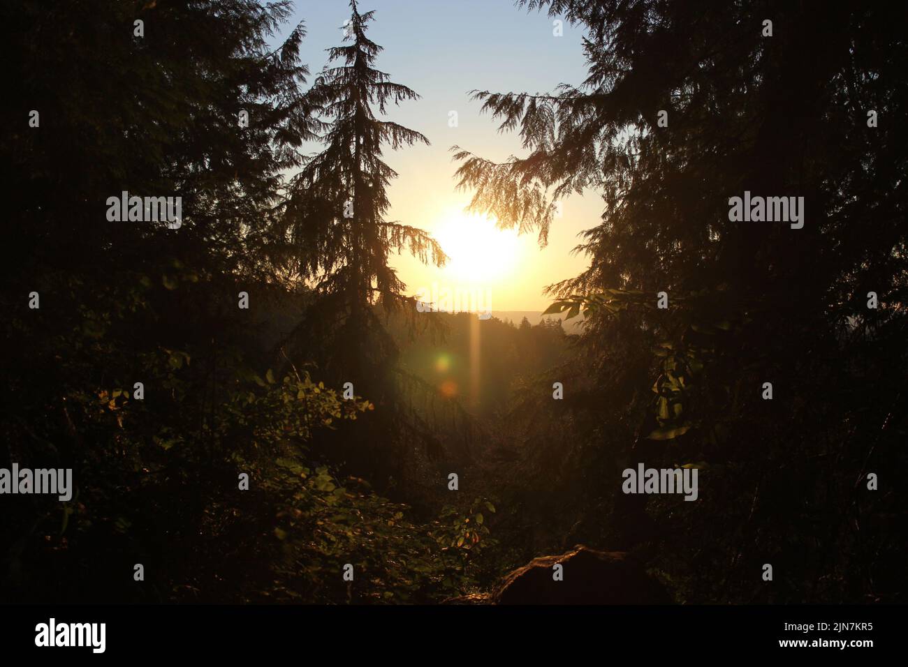 Beautiful sunset through trees in hi-res stock photography and images ...