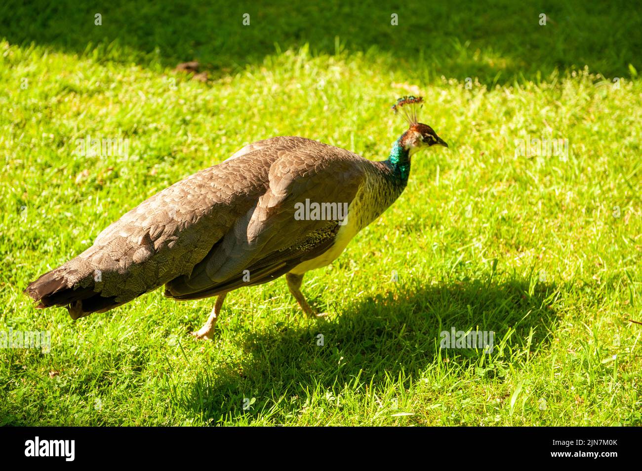 Peacock and peahen hi-res stock photography and images - Alamy
