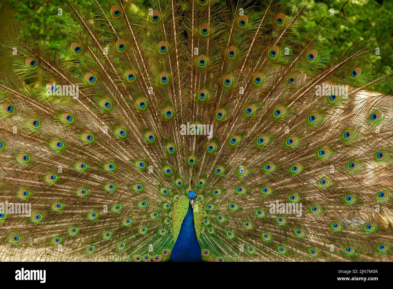 Male peafowl preening hi-res stock photography and images - Alamy