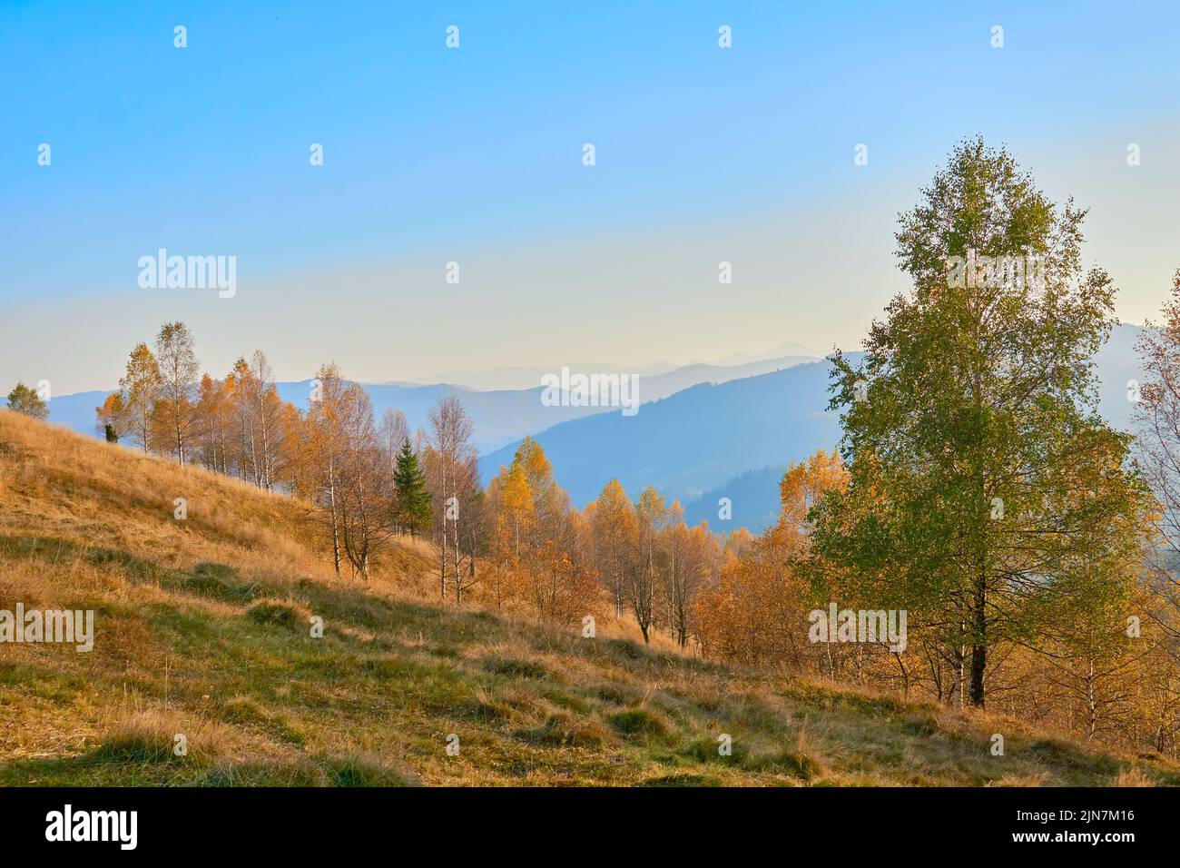 Withering trees hi-res stock photography and images - Alamy