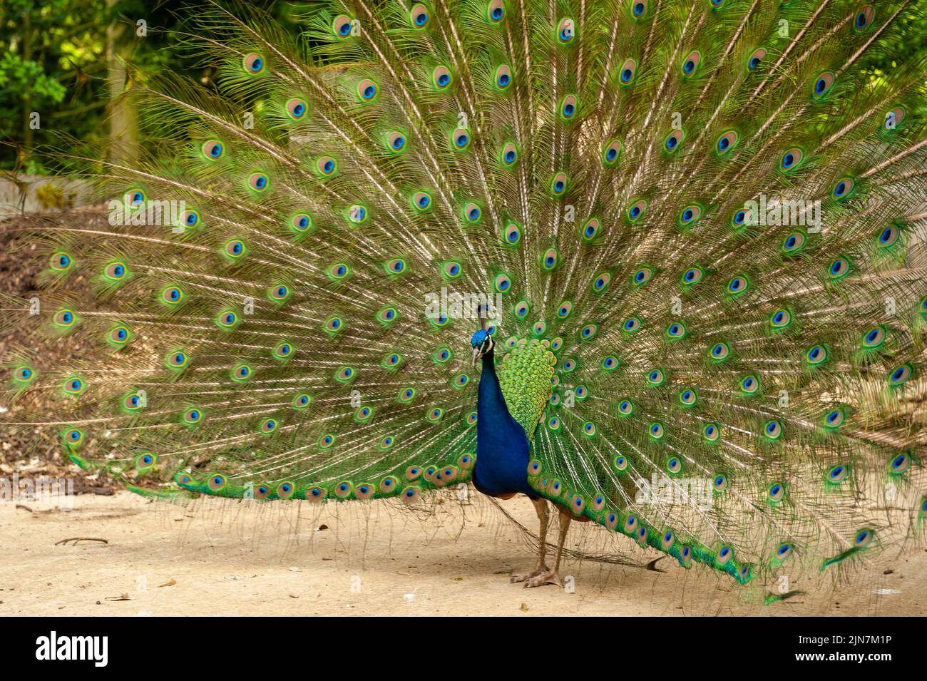 Peacock habitats hi-res stock photography and images - Alamy