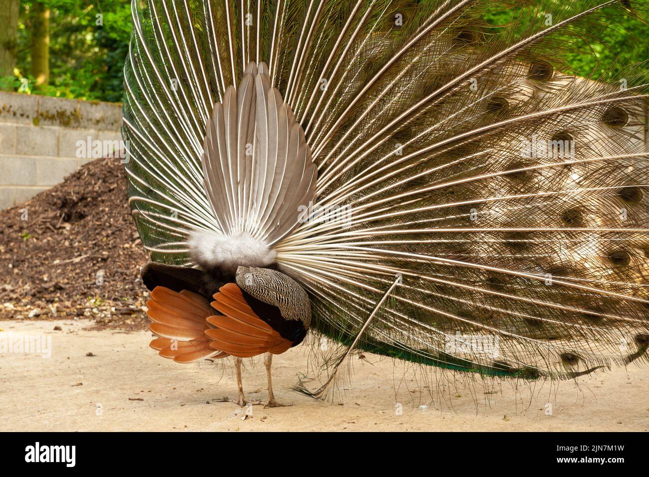 Back of a peacock with its feathers out Stock Photo - Alamy