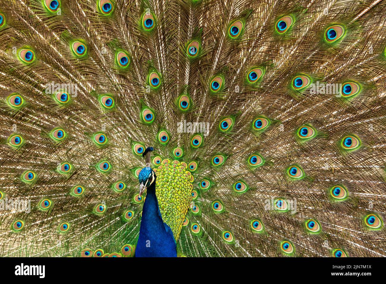 Peafowl preening hi-res stock photography and images - Alamy