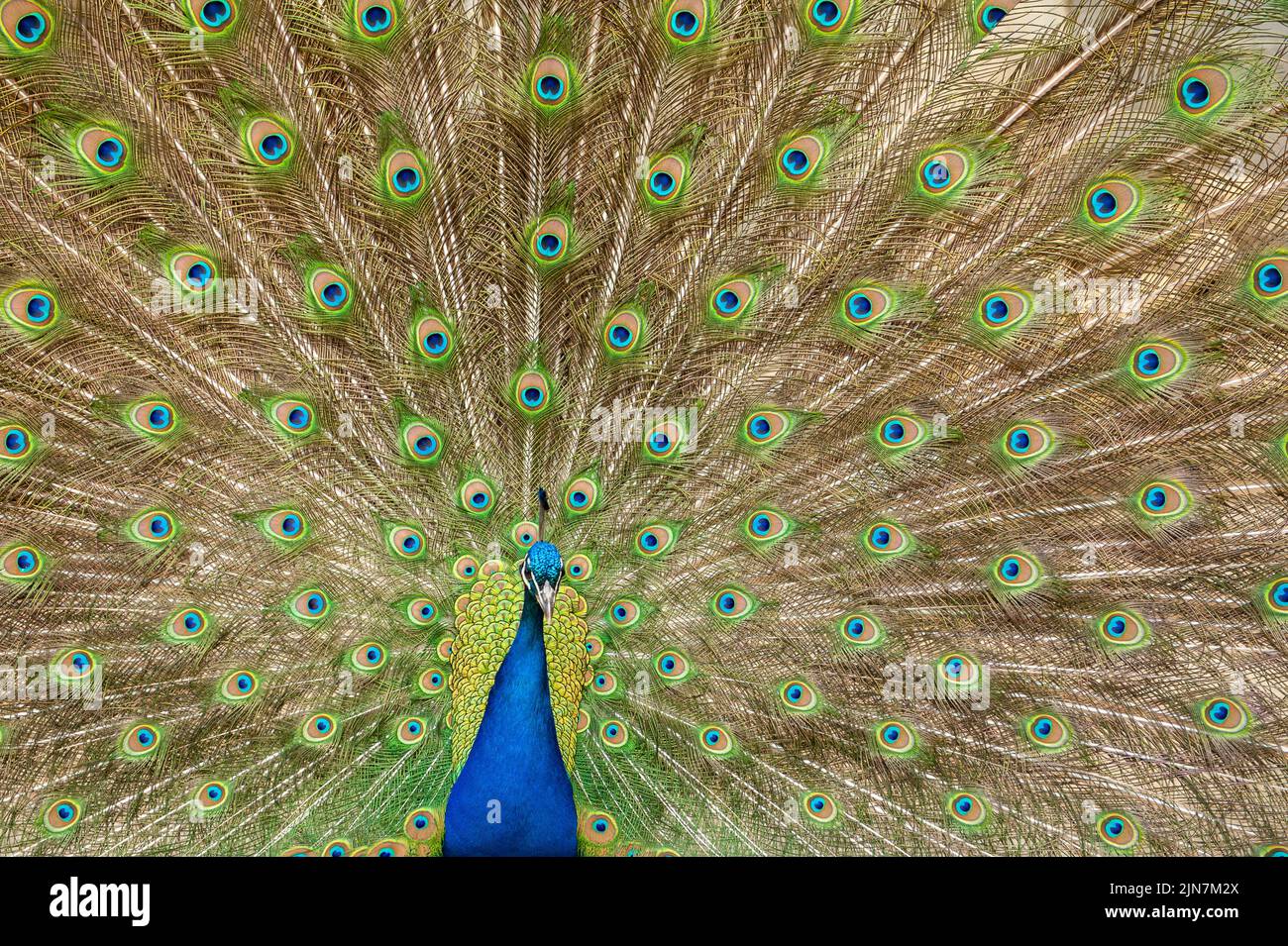 Courtship peacock hi-res stock photography and images - Alamy