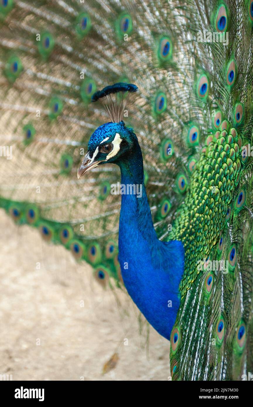 Courtship peacock hi-res stock photography and images - Alamy