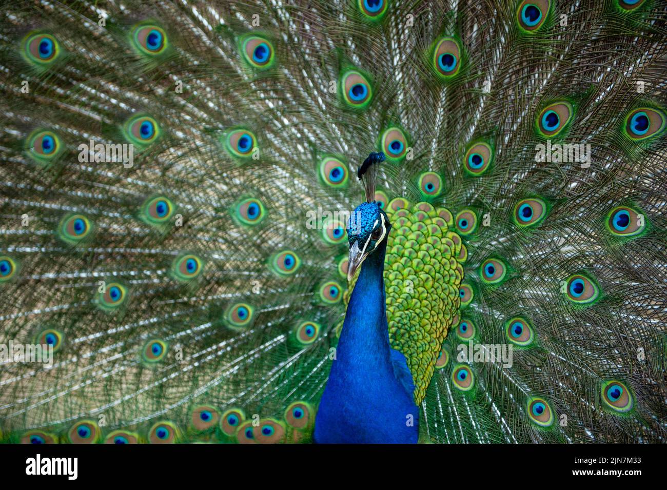 Male peafowl preening hi-res stock photography and images - Alamy