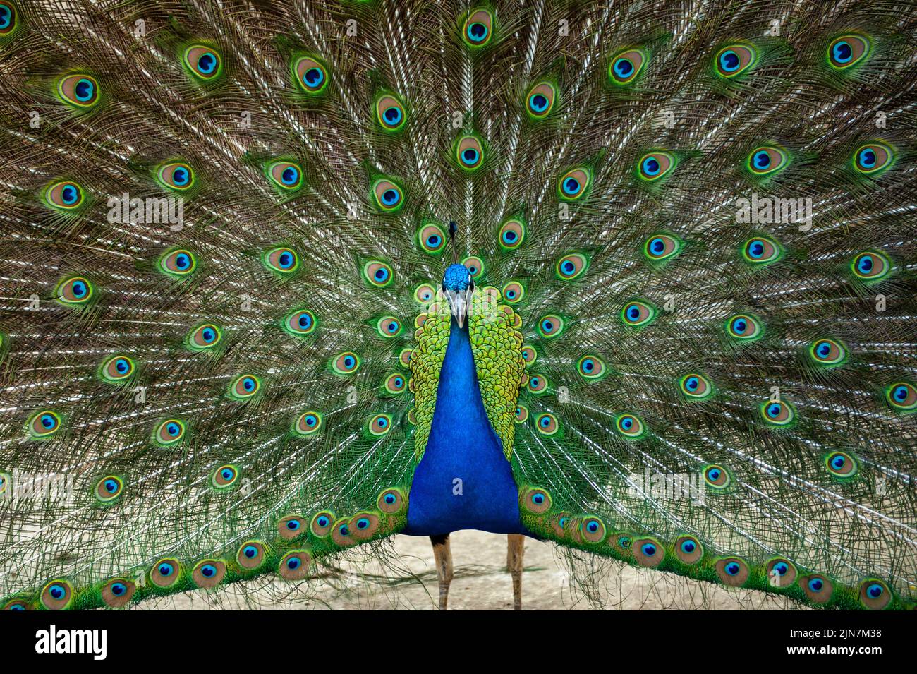 Preening peacock hi-res stock photography and images - Alamy