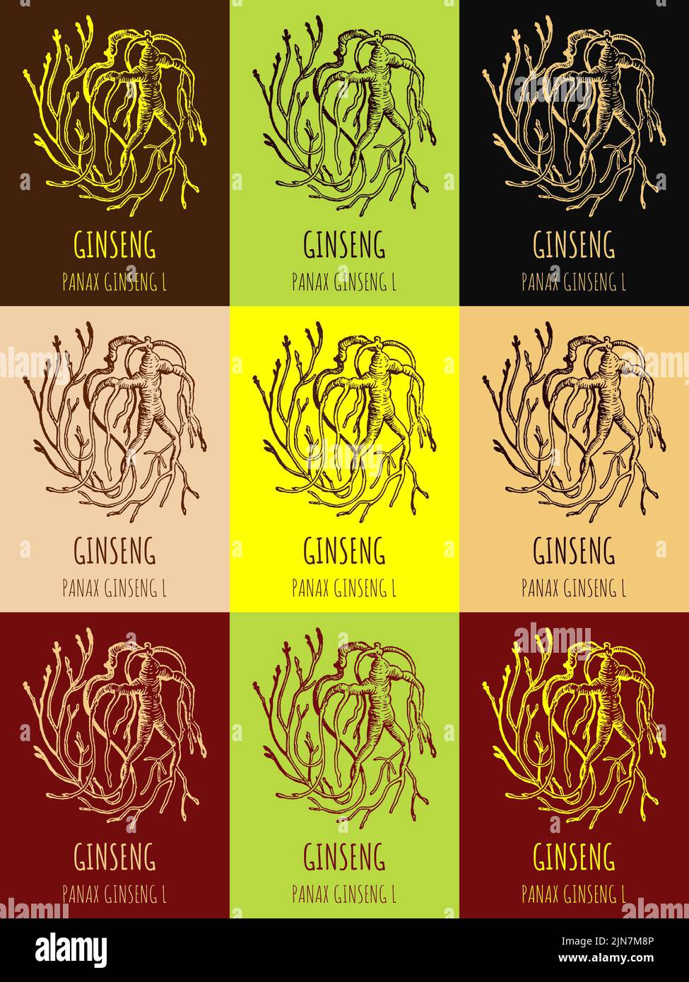 Hand drawn graphic illustration set of a red or panax ginseng root for ...
