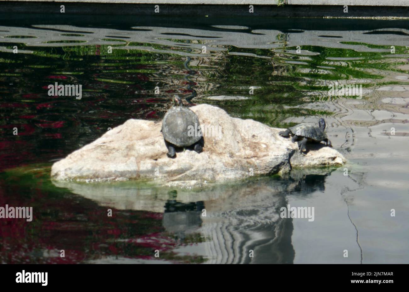 Los Angeles, California, USA 5th August 2022 Turtles in Lake in Garden ...