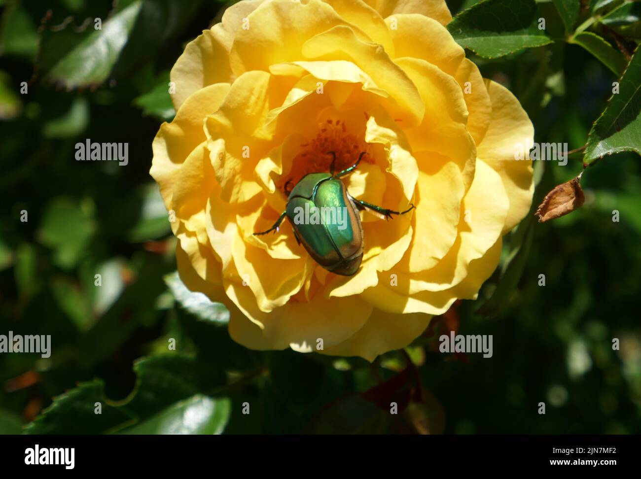 Los Angeles, California, USA 5th August 2022 Green June Bug on Flower on Actress Valerie Harper ...