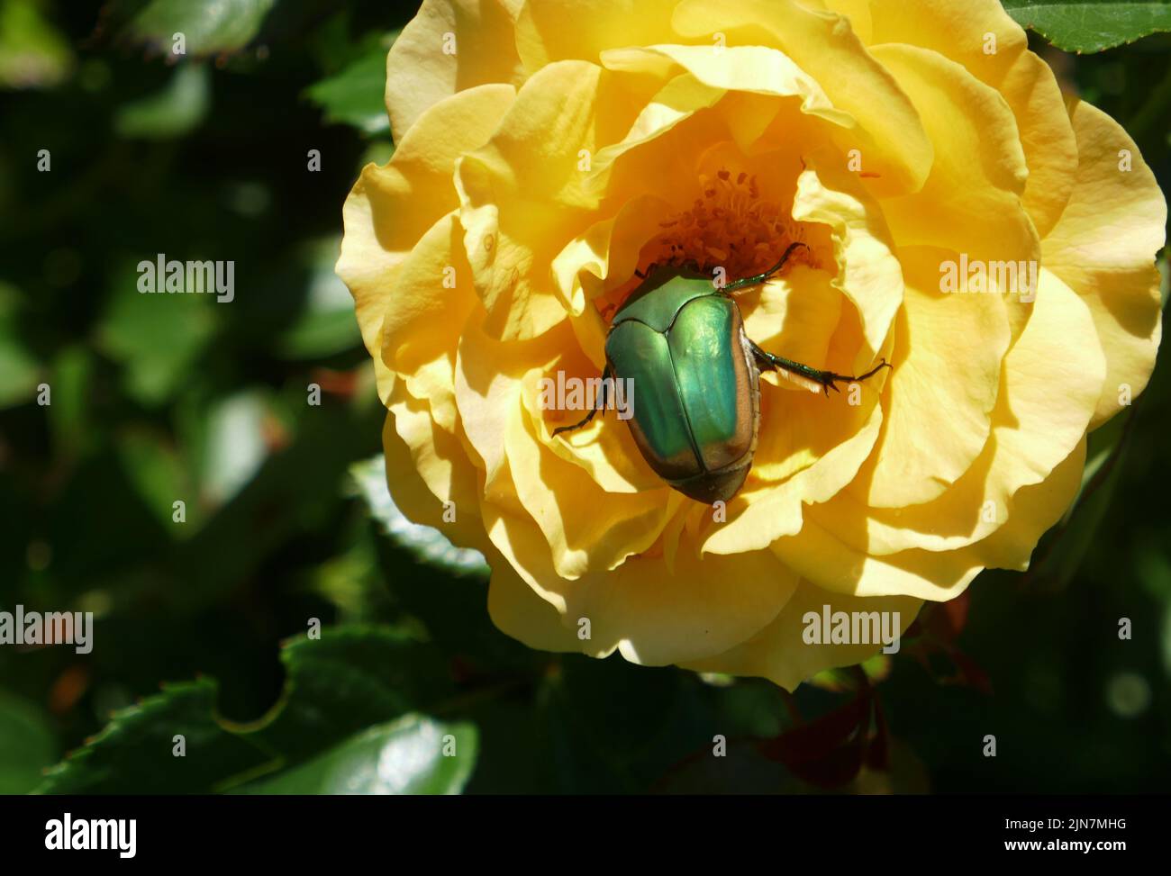 Los Angeles, California, USA 5th August 2022 Green June Bug on Flower ...