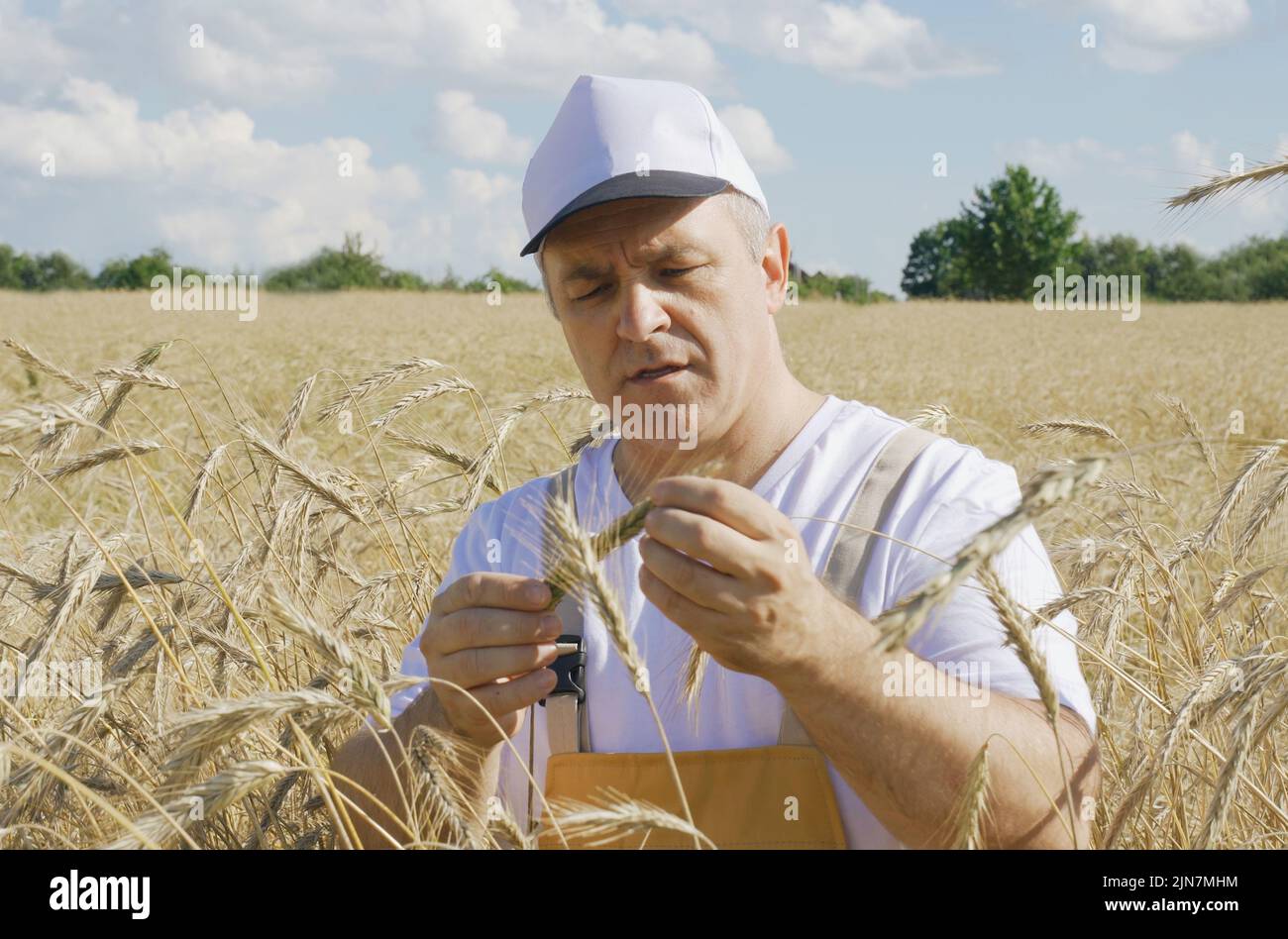 A farmer inspects a field with growing wheat, checks the quality of the ...