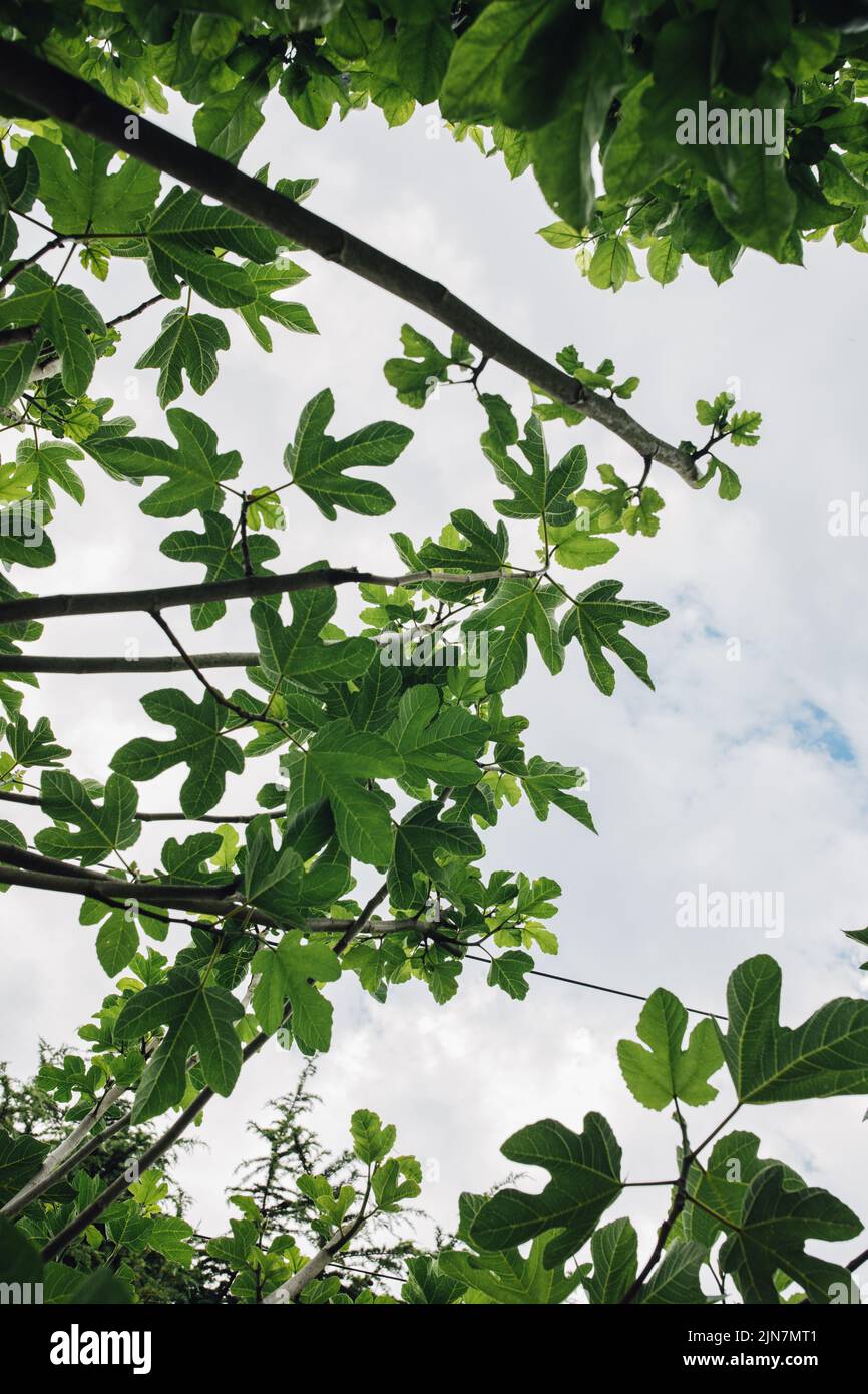 figs on green fig tree Stock Photo - Alamy