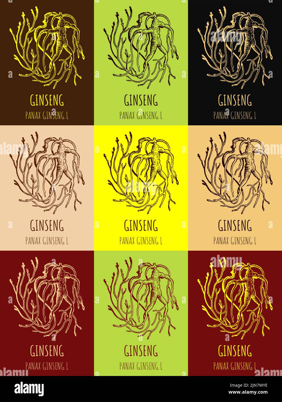 Hand drawn graphic illustration set of a red or panax ginseng root for ...