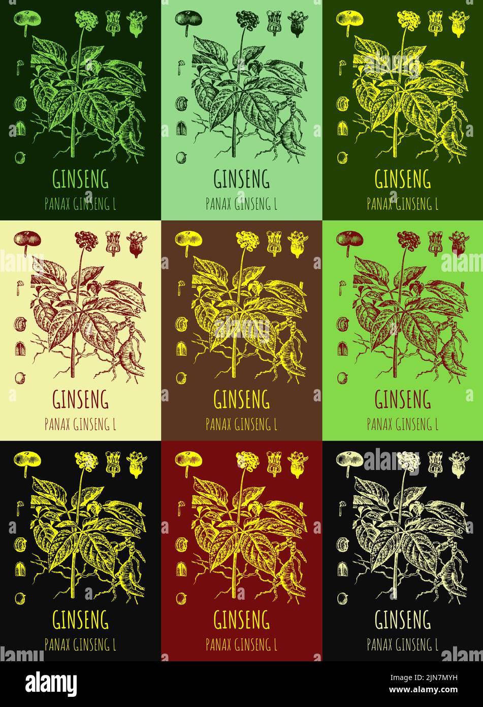 Hand drawn graphic illustration set of a red or panax ginseng root for ...