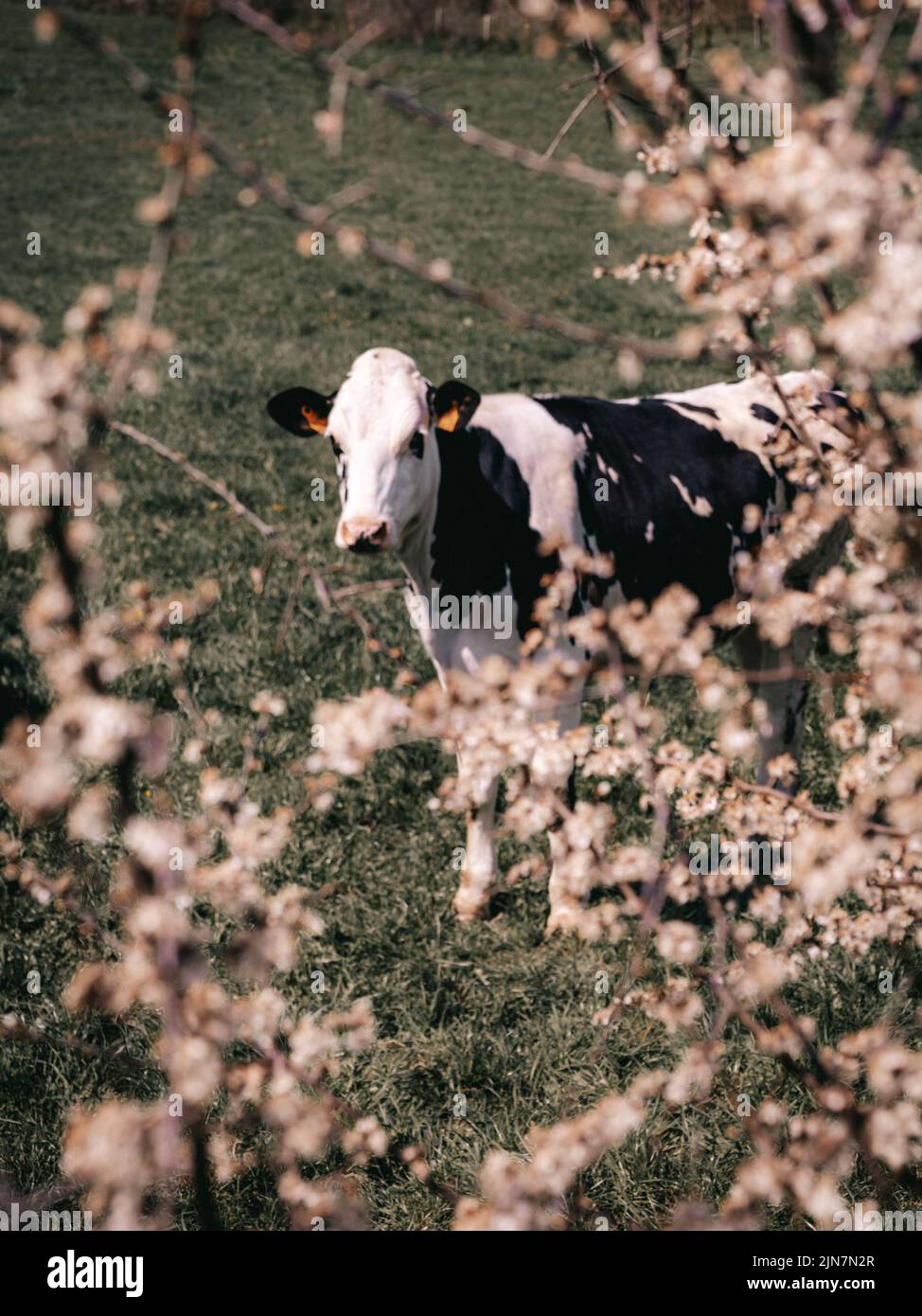 A view of a cute cow in a field and tree branches in a foreground Stock ...