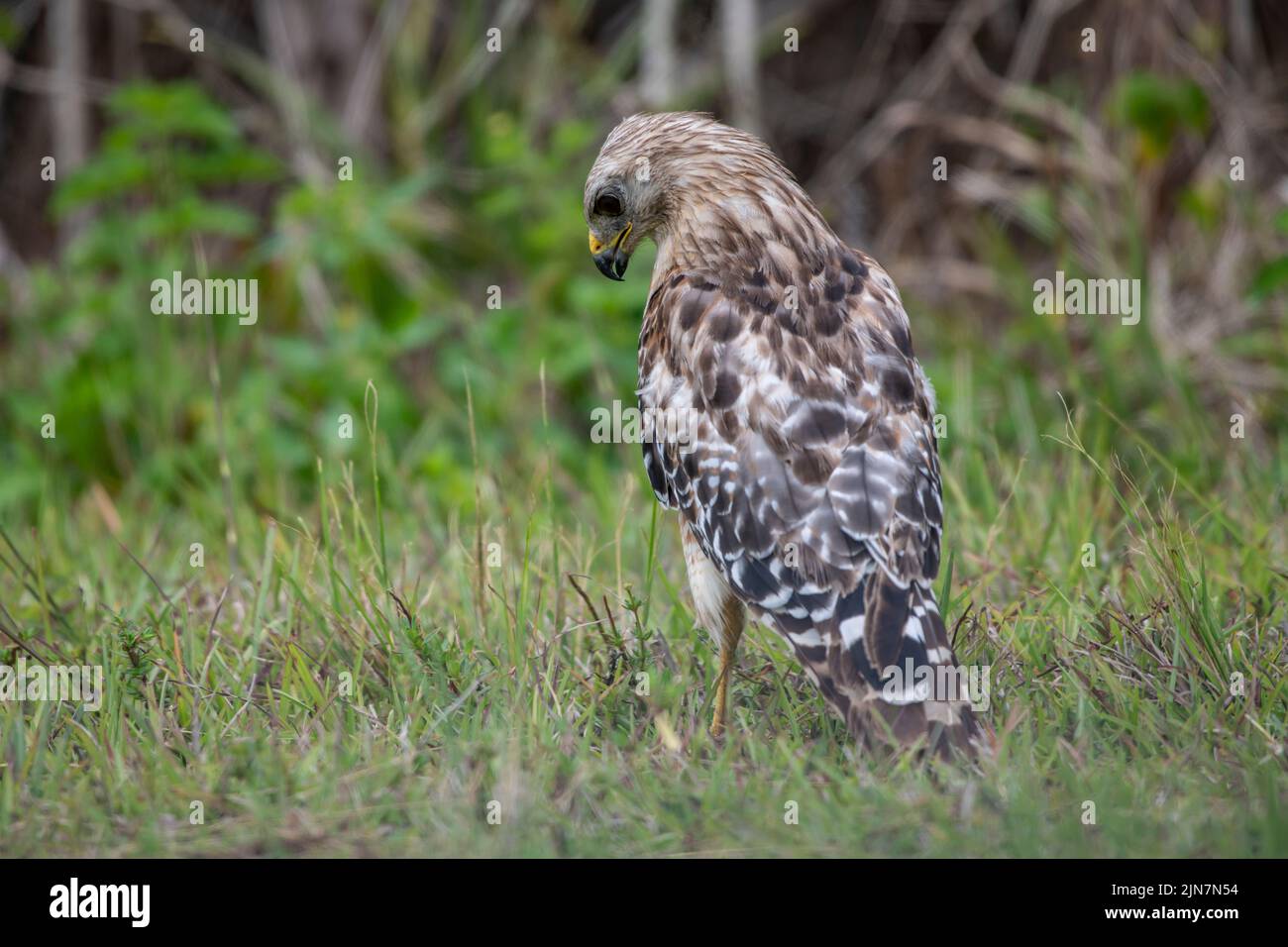 A view of a beautiful Red-tailed hawk on grass in a field Stock Photo ...