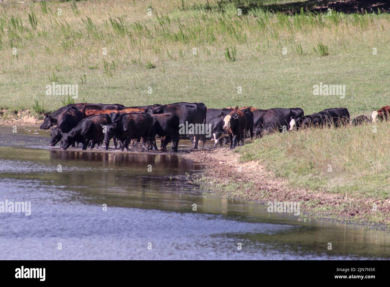 A view of cattle drinking water from a lake by the field Stock Photo ...