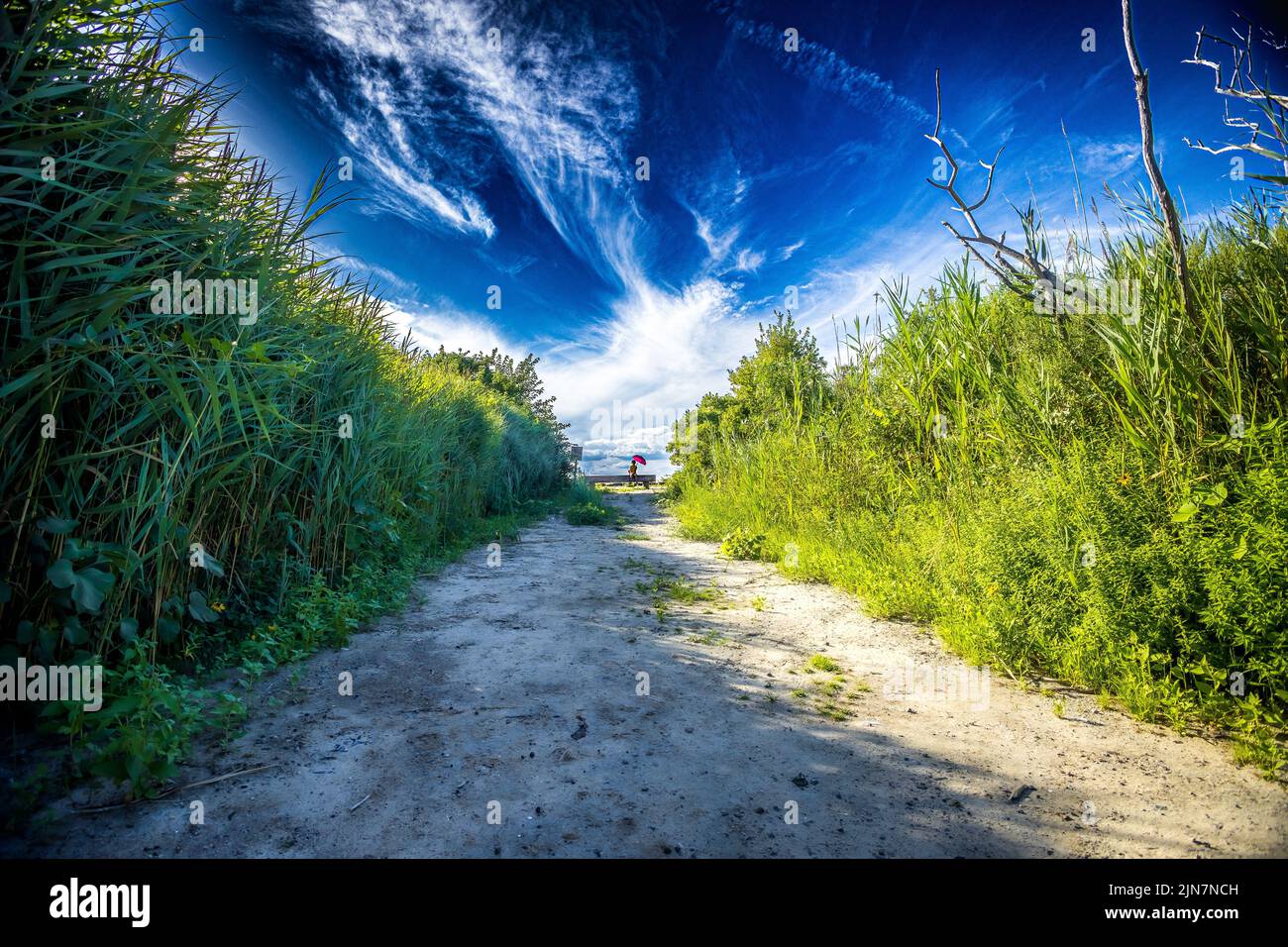 A low angle shot of a walking trail through a green park with trees ...