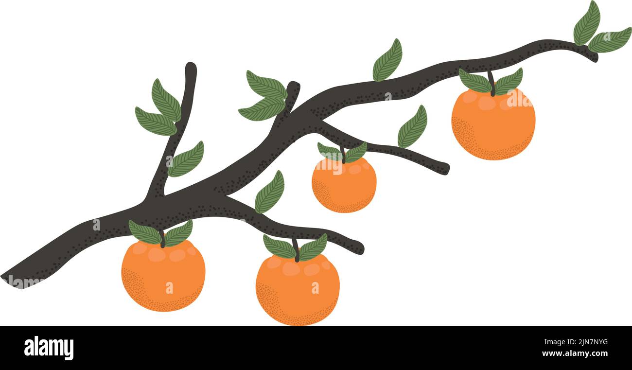 Oranges branch tree Stock Vector Images - Alamy