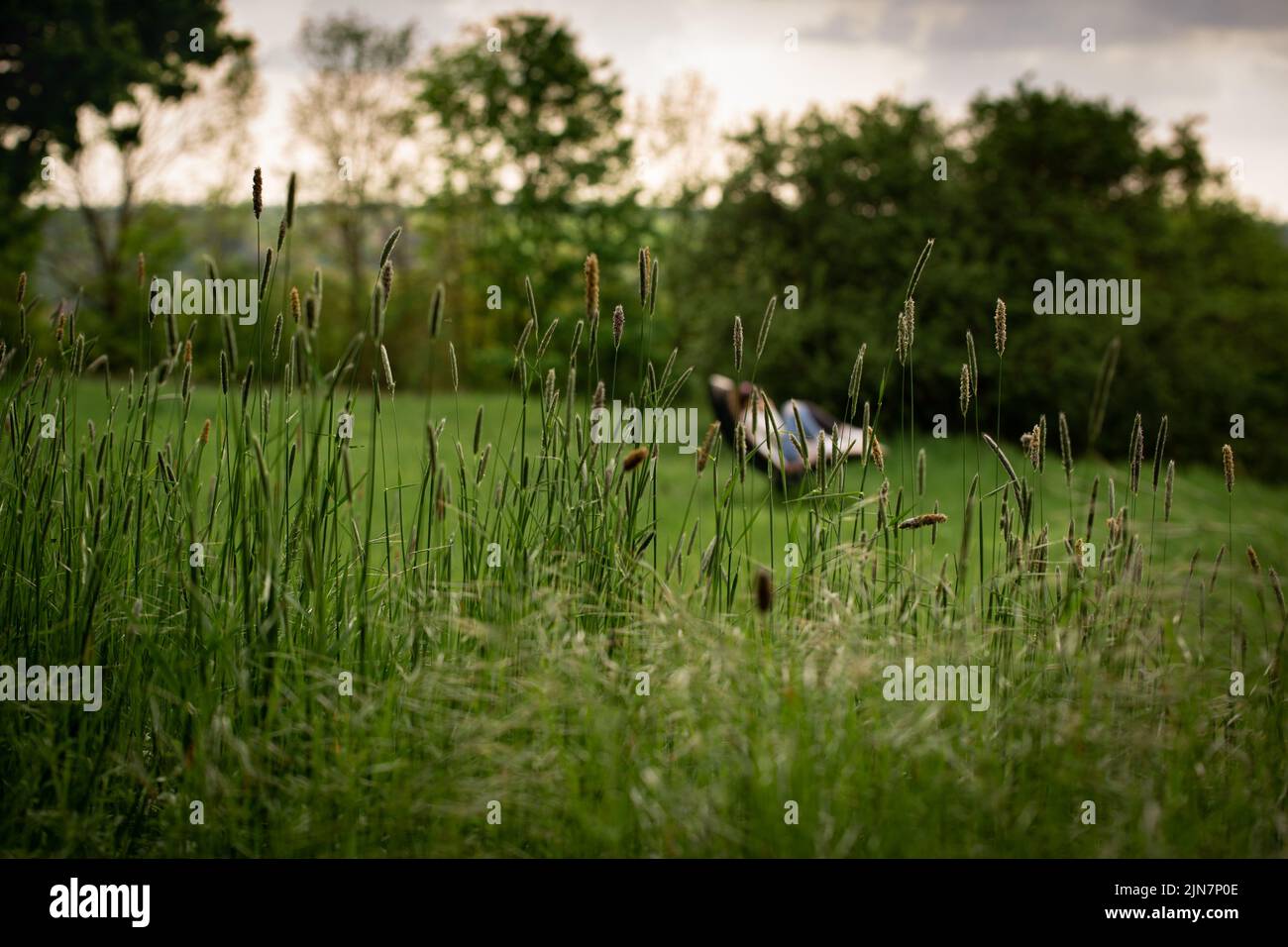 A closeup shot of wild reeds growing on a field Stock Photo - Alamy