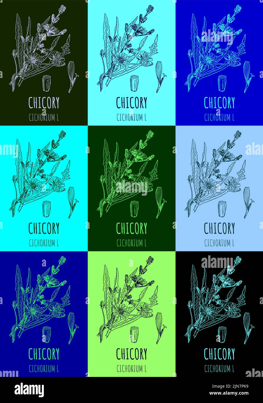 Chicory seed Stock Vector Images - Alamy
