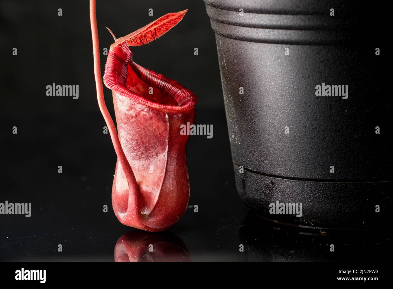 Asian pitcher plant red pitcher close up. Insect eating plant with red ...