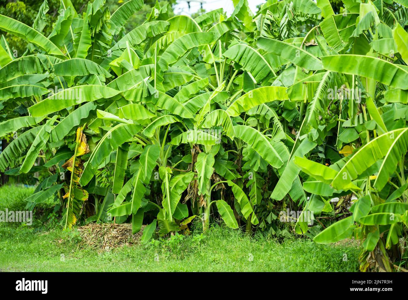 Lush green banana tree groves along with a lot of green grass in ...