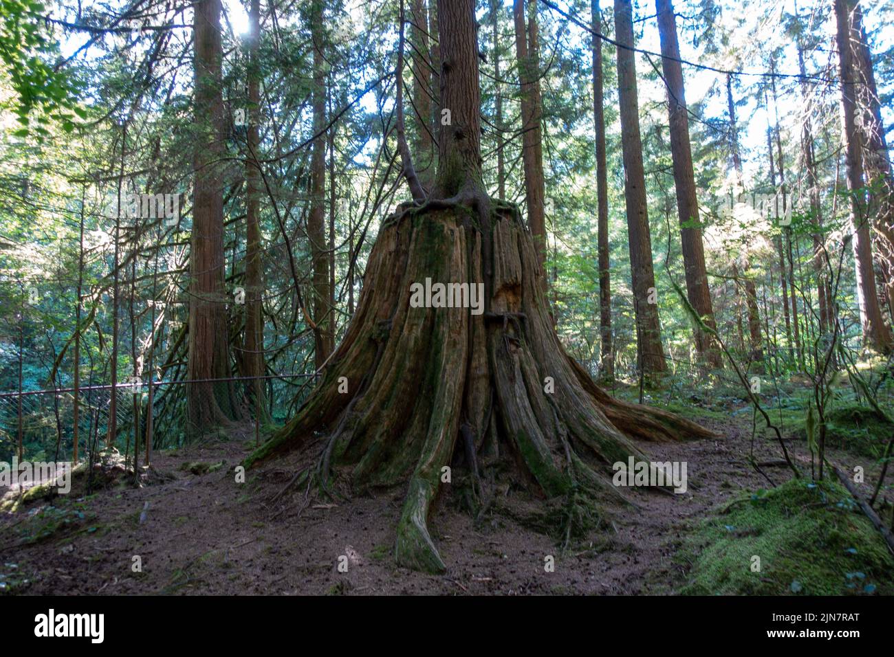 Root lynn hi-res stock photography and images - Alamy