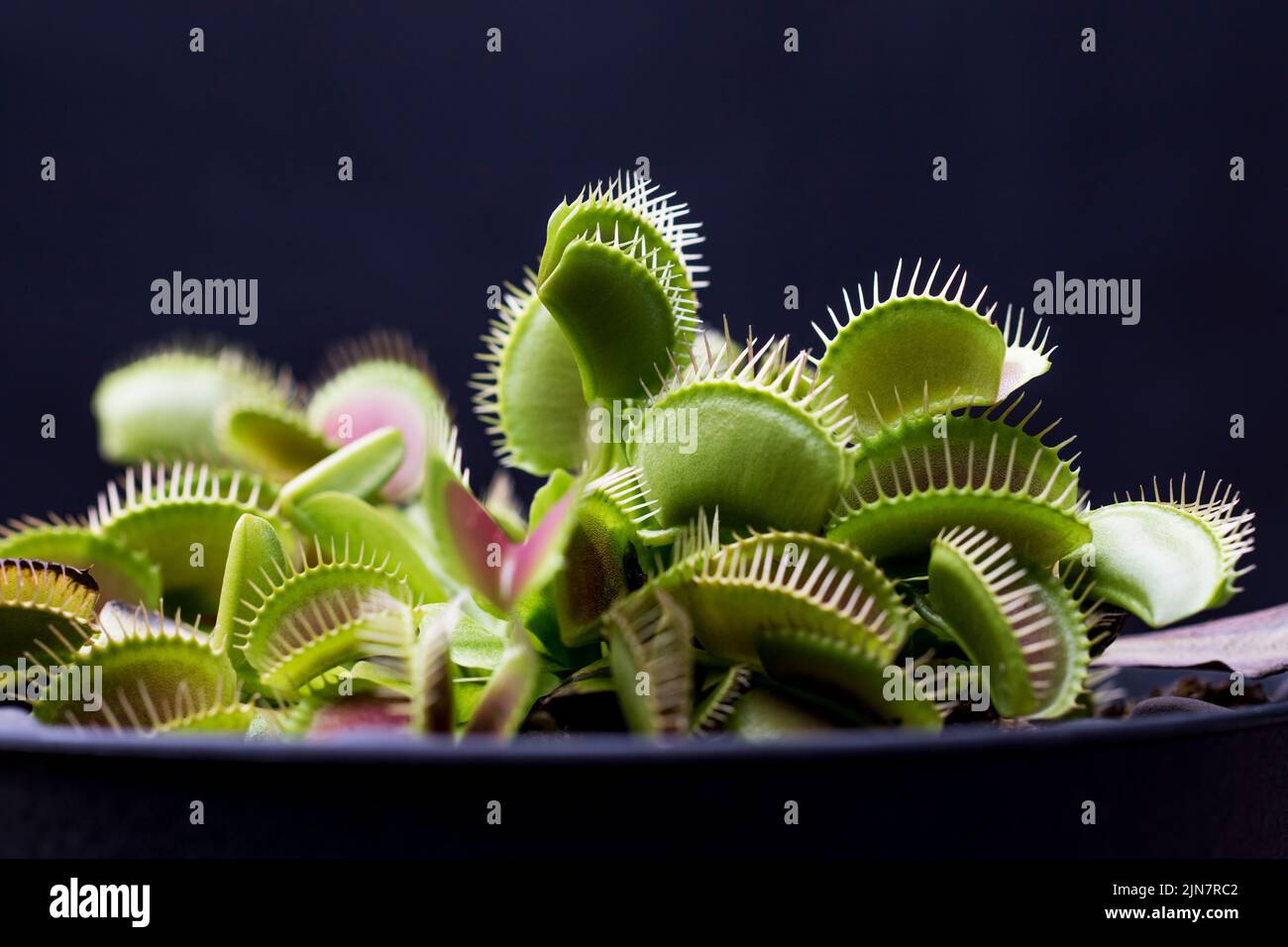 Venus flytrap pot hi-res stock photography and images - Alamy