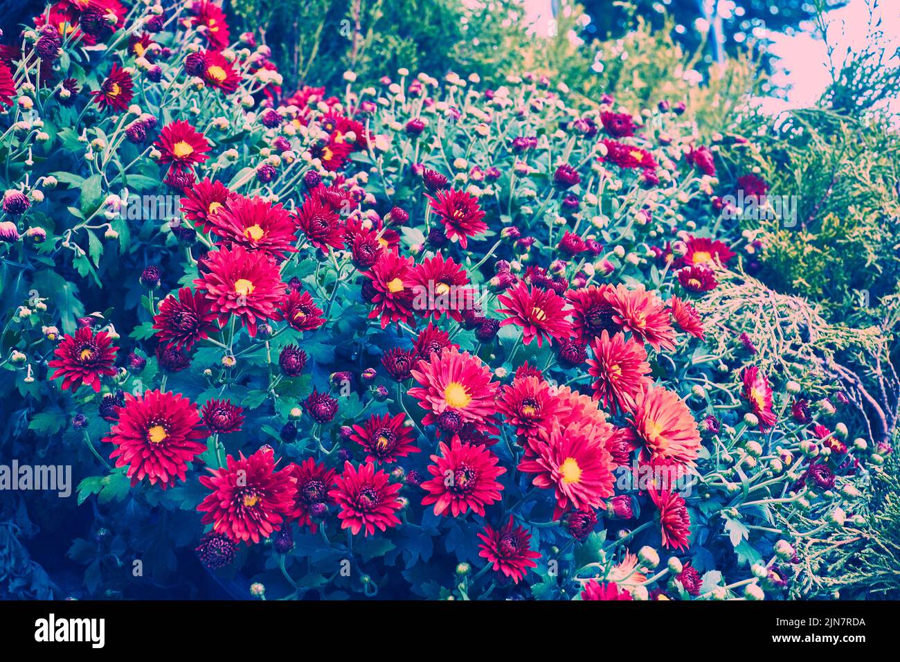Daisy haze hi-res stock photography and images - Alamy