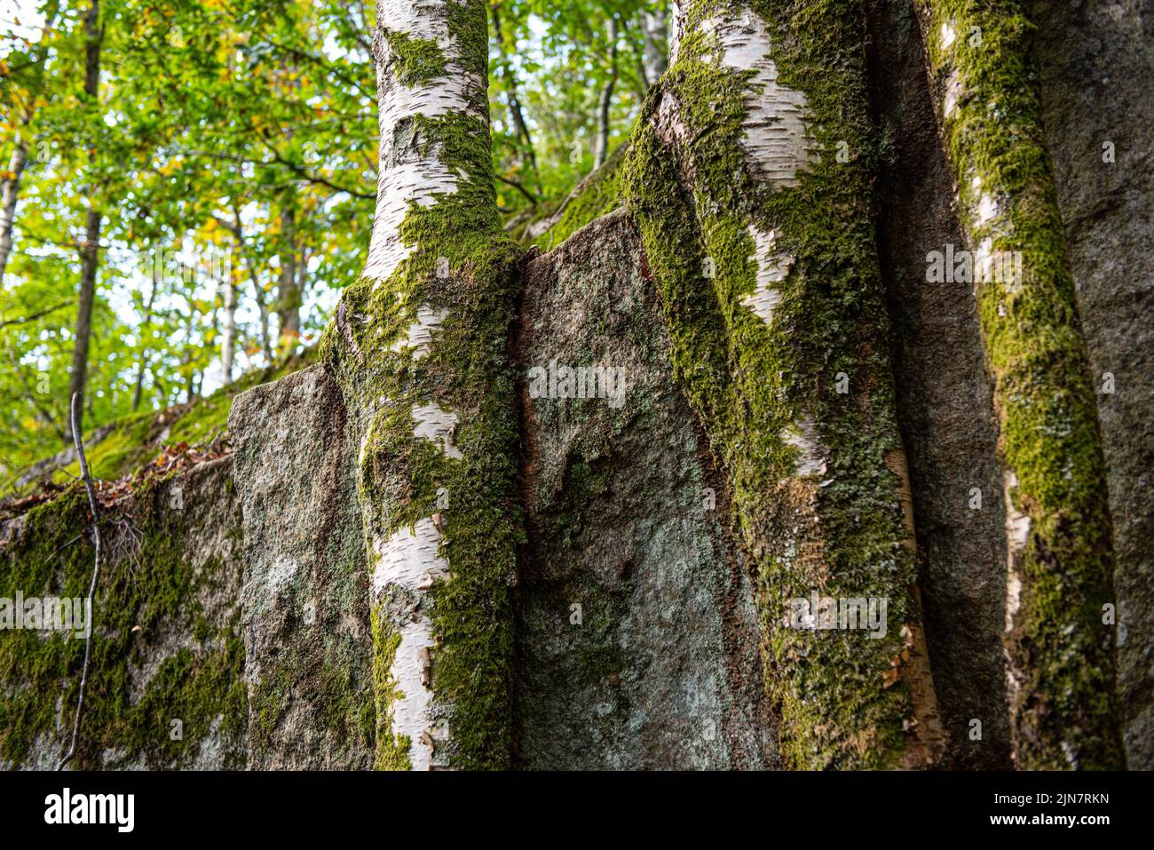 Three birches growing close to a cliffside - perfect for wallpapers ...