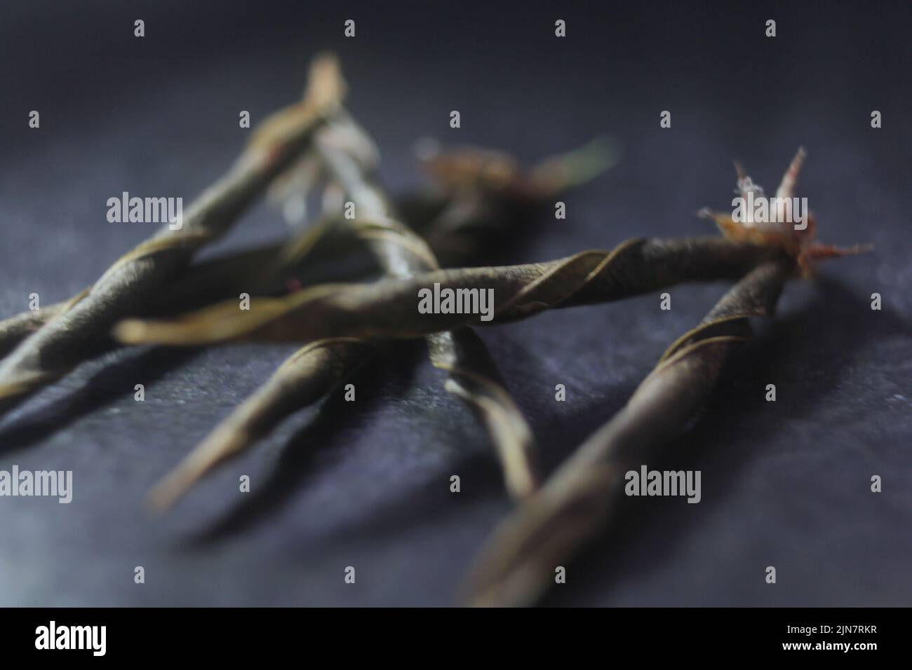 Kuding hi-res stock photography and images - Alamy