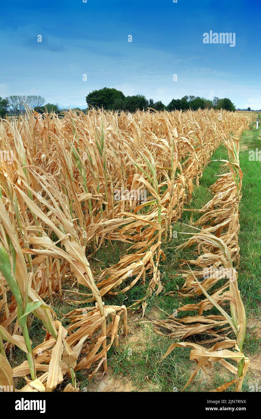 Dry corn fields due to drought Stock Photo - Alamy